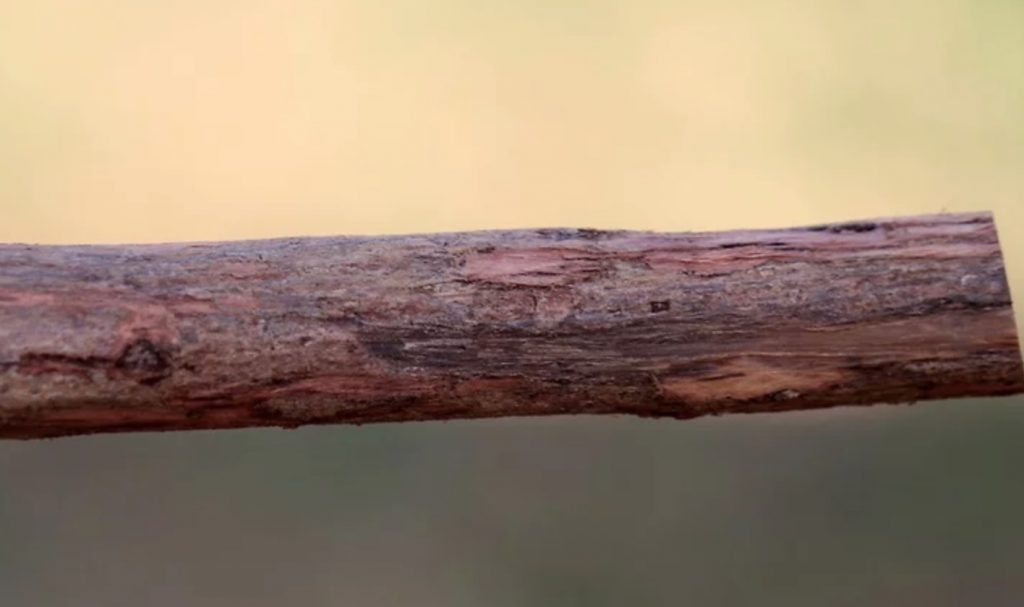 How to Make a Wooden Walking Stick or Cane From Scratch — The Backyard ...